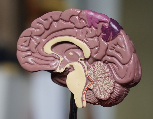 brainn thumbnail - NeuroNews International